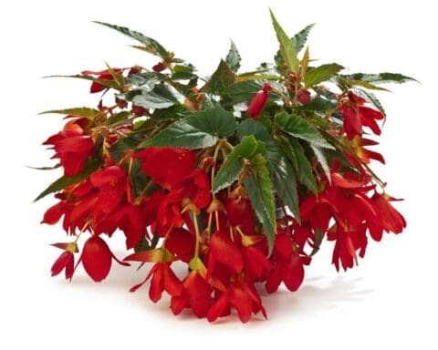 Encanto Red Begonia - Pahl's Market - Apple Valley, MN