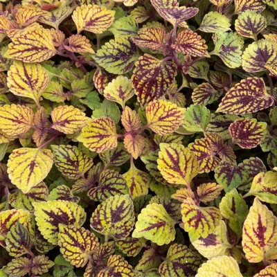 Coleus-Trailing - Shop Pahl's Online