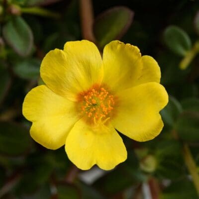 Purslane - Shop Pahl's Online