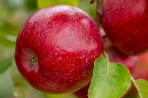 Triumph Apple - Pahl's Market - Apple Valley, MN