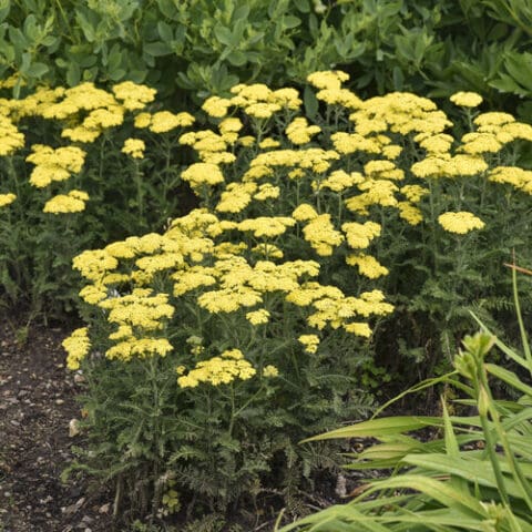 Firefly Sunshine Yarrow - Pahl's Market - Apple Valley, MN