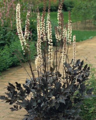 Brunette Snakeroot - Pahl's Market - Apple Valley, MN