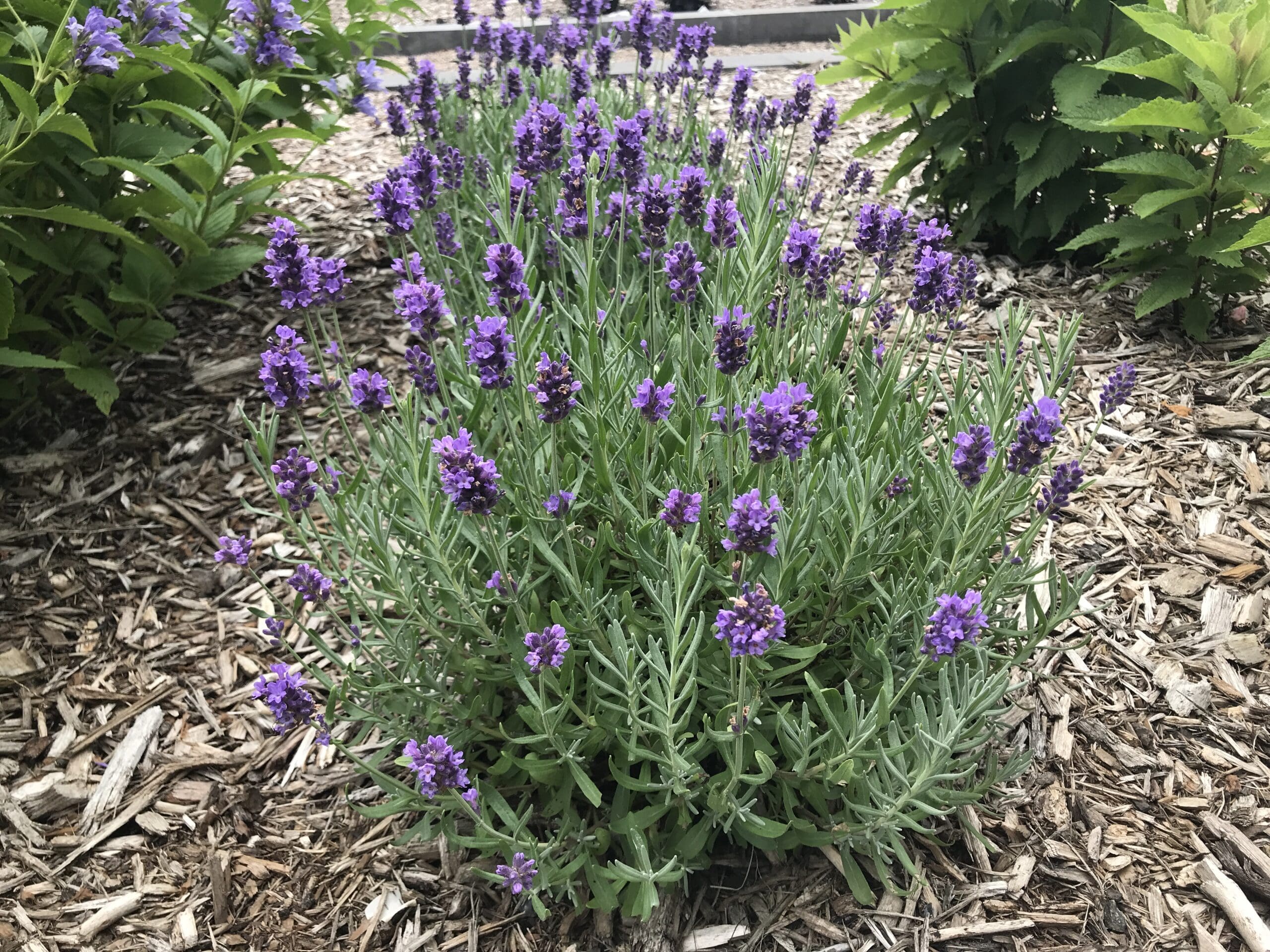 Sweet Romance Lavender - Pahl's Market - Apple Valley, MN