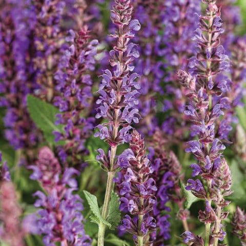 Violet Riot Salvia - Pahl's Market - Apple Valley, MN