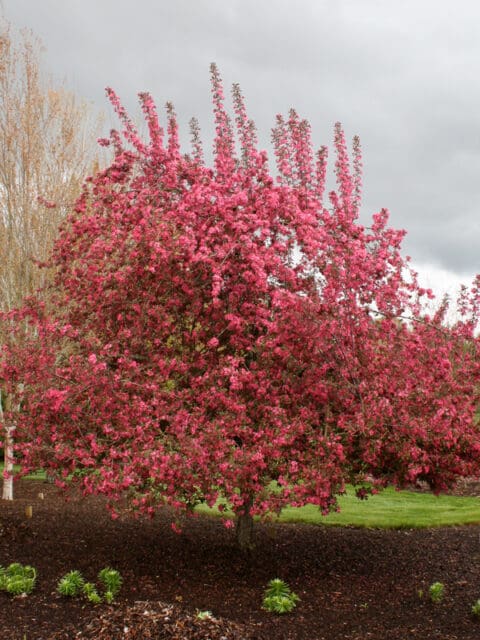 Purple Prince Crabapple - Pahl's Market - Apple Valley, MN