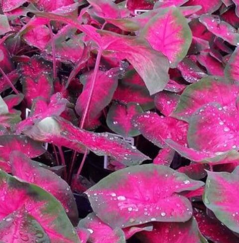 Best Pink Caladium - Pahl's Market - Apple Valley, MN
