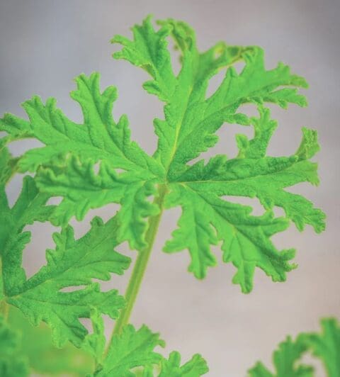 Citronella Scented Geranium - Pahl's Market - Apple Valley, MN