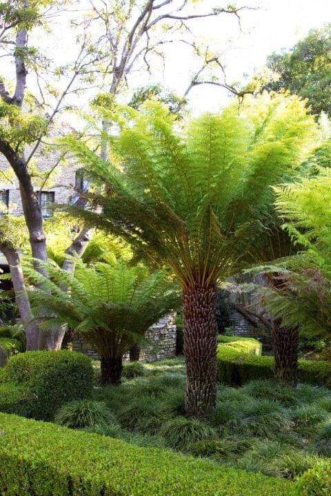Tasmanian Tree Fern - Pahl's Market - Apple Valley, MN