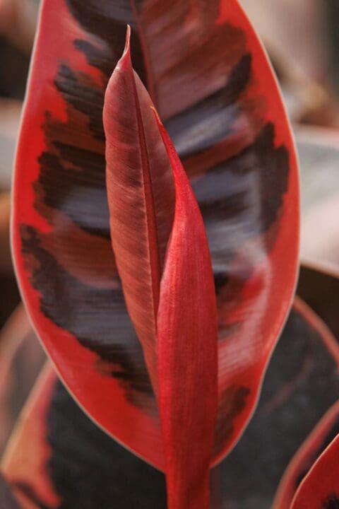 Ruby Rubber Plant - Pahl's Market - Apple Valley, MN