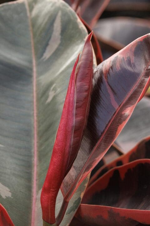 Ruby Rubber Plant - Pahl's Market - Apple Valley, MN