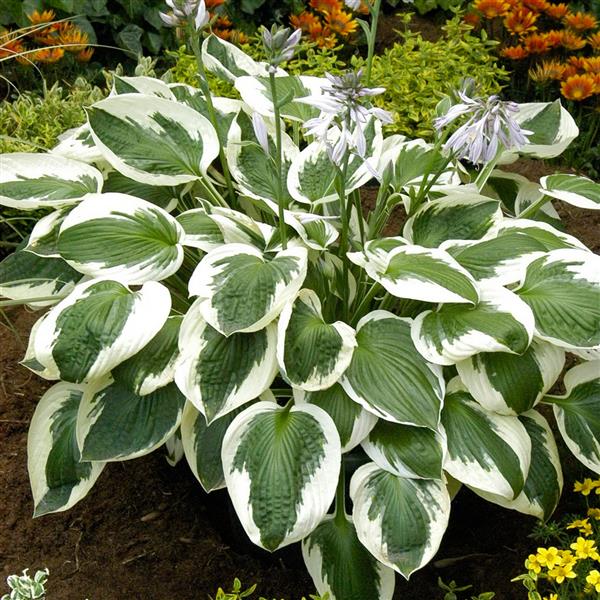 Minuteman Hosta - Pahl's Market - Apple Valley, MN