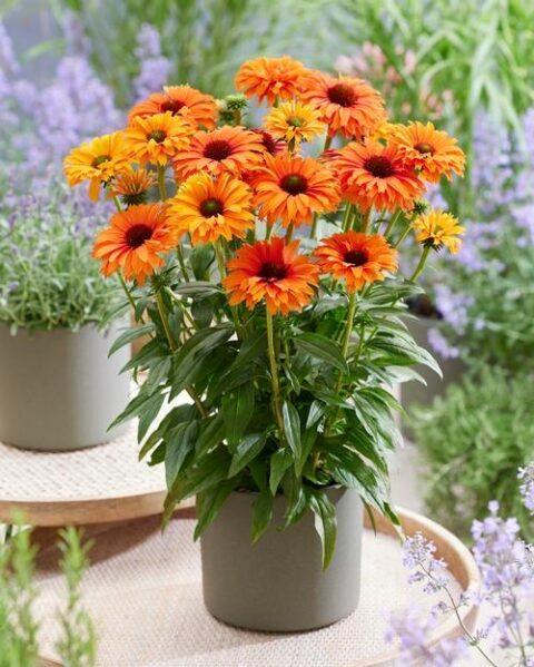 SunSeekers Mineola Coneflower - Pahl's Market - Apple Valley, MN