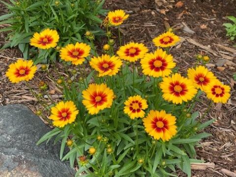 Solanna Sunset Bright Coreopsis - Pahl's Market - Apple Valley, MN