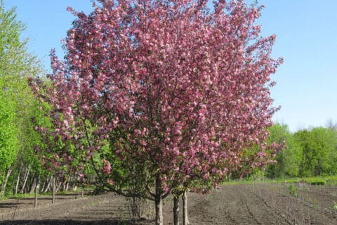 Courageous Crabapple - Pahl's Market - Apple Valley, MN