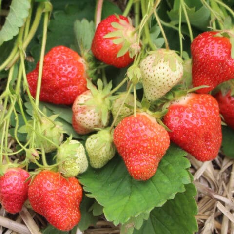 Cabot Strawberry - Pahl's Market - Apple Valley, MN